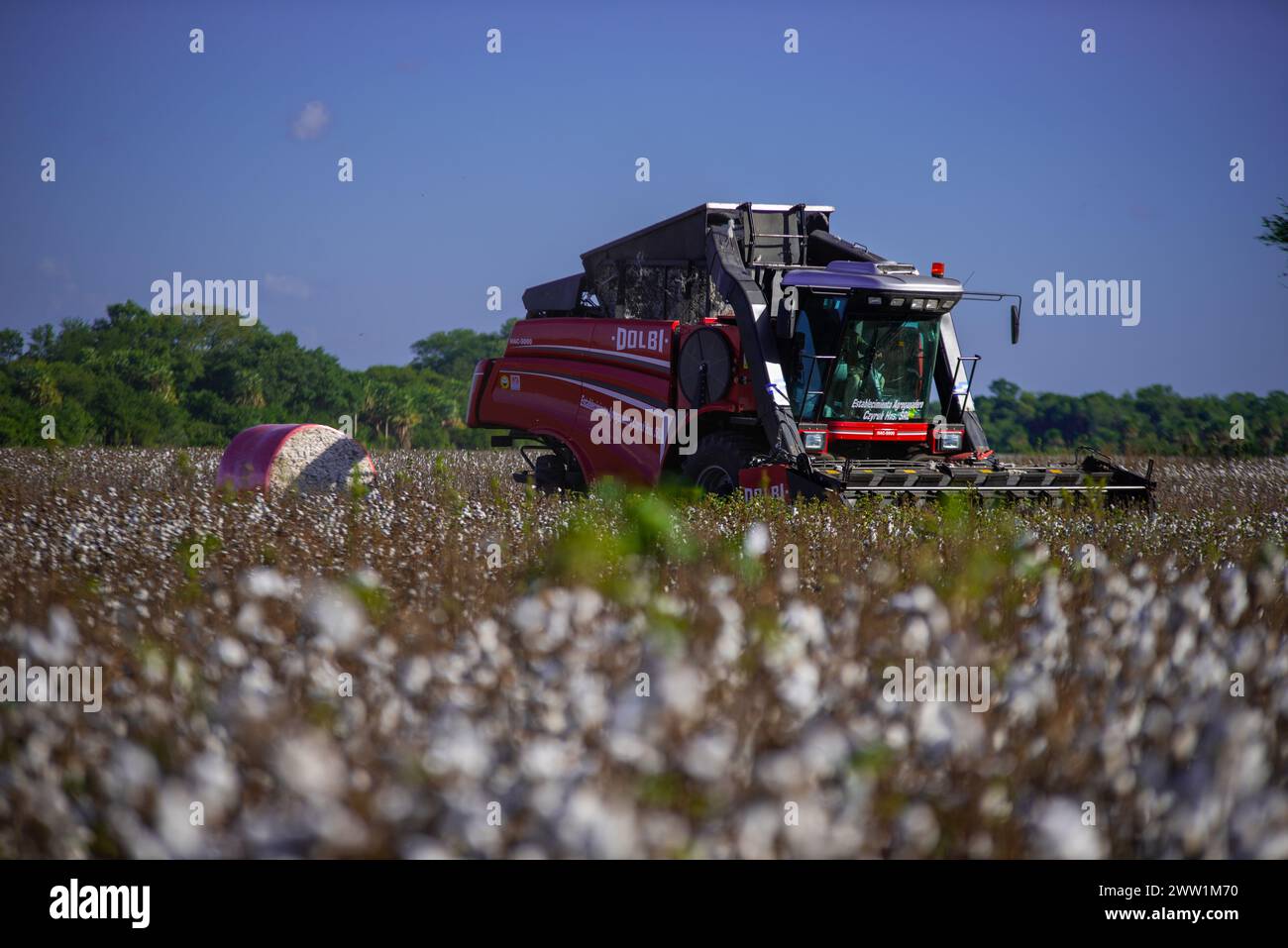 Harvest process with heavy agricultural machinery in cotton fields ...