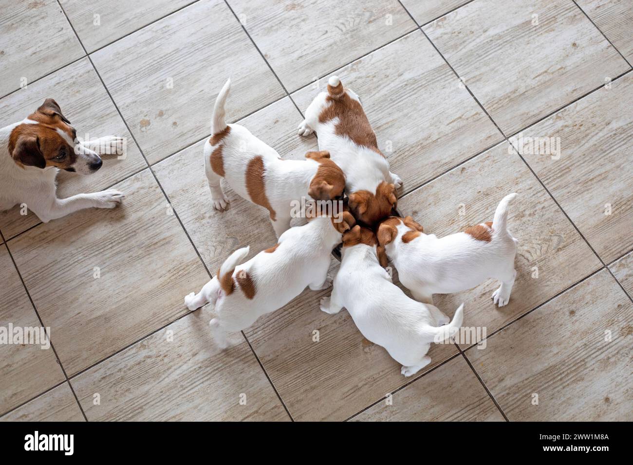 nursing female Jack Russell terrier watches her little Jack Russell ...