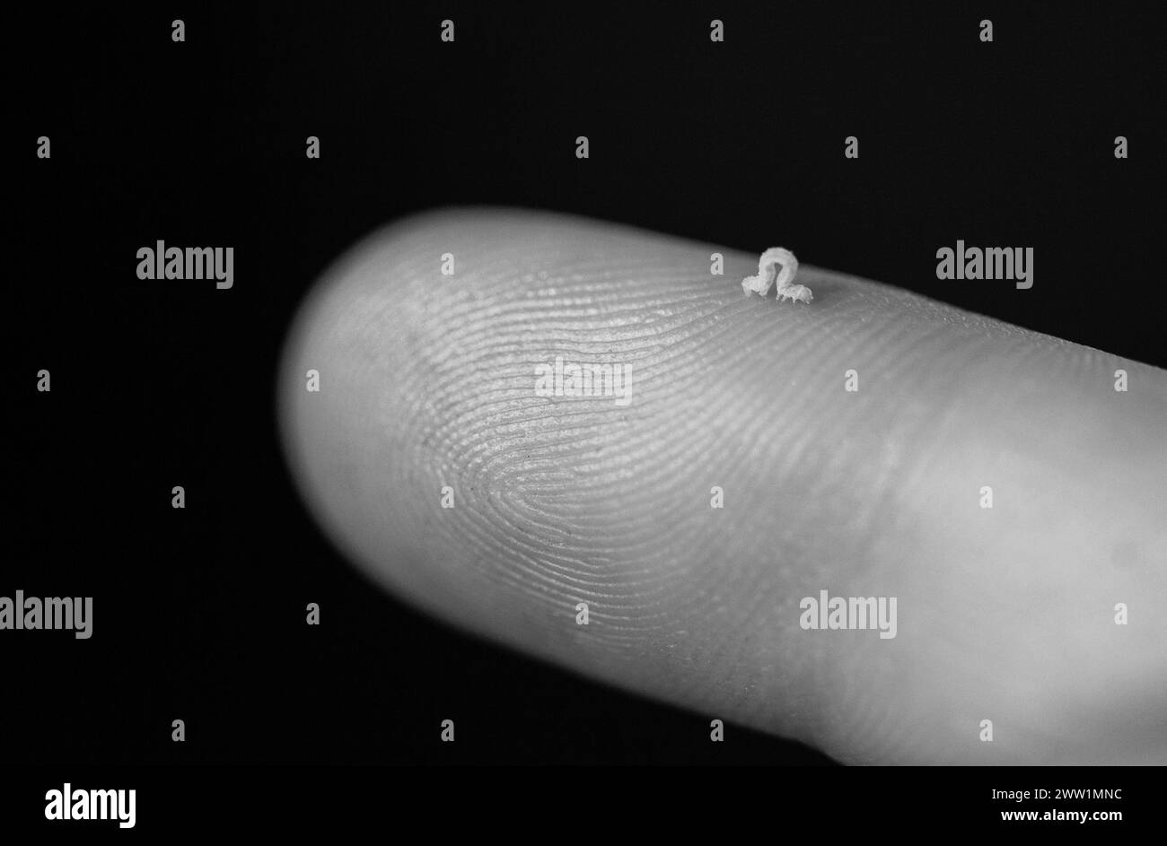 Finger plant Black and White Stock Photos & Images - Alamy