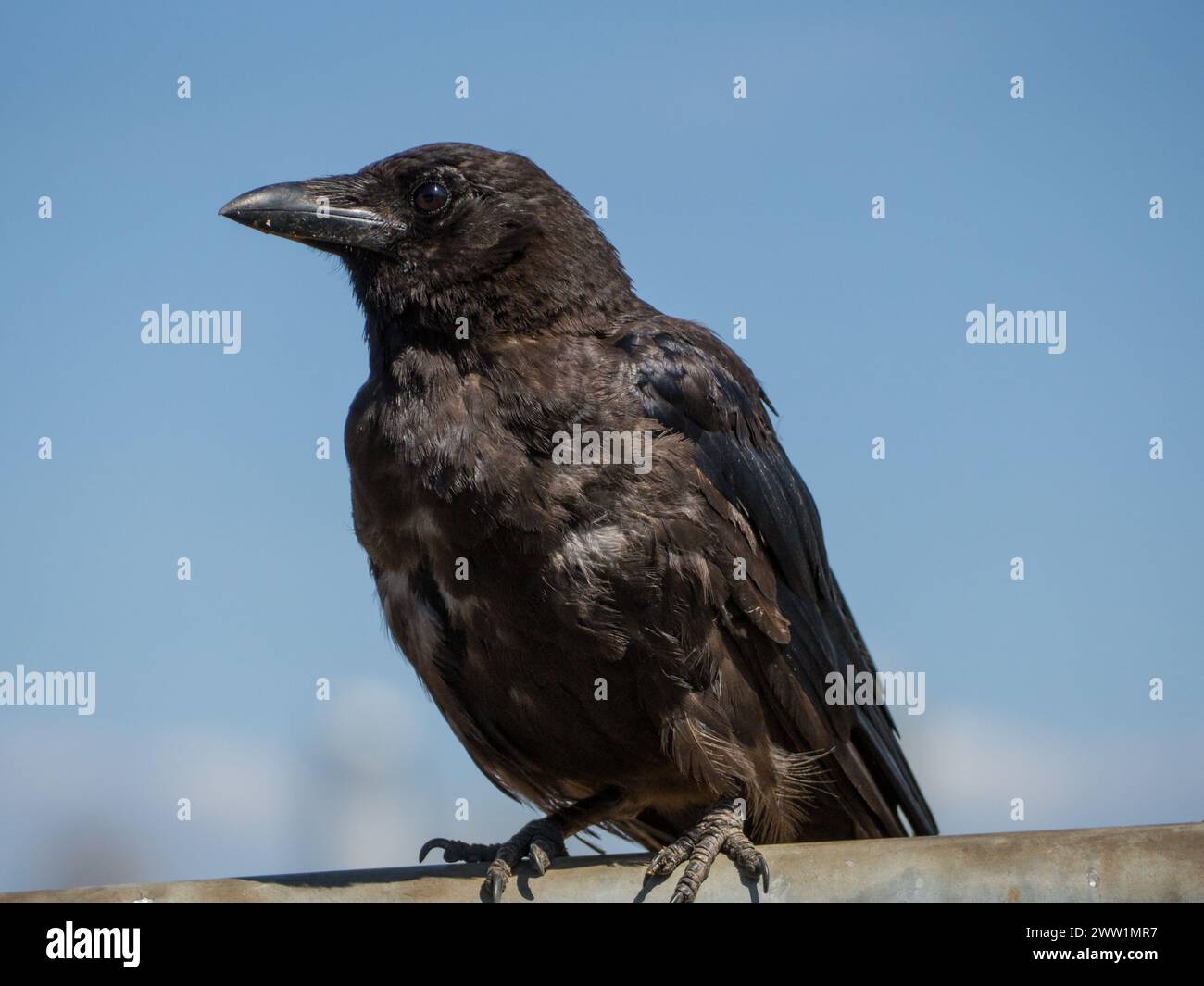 Crow with blue eyes hi-res stock photography and images - Alamy