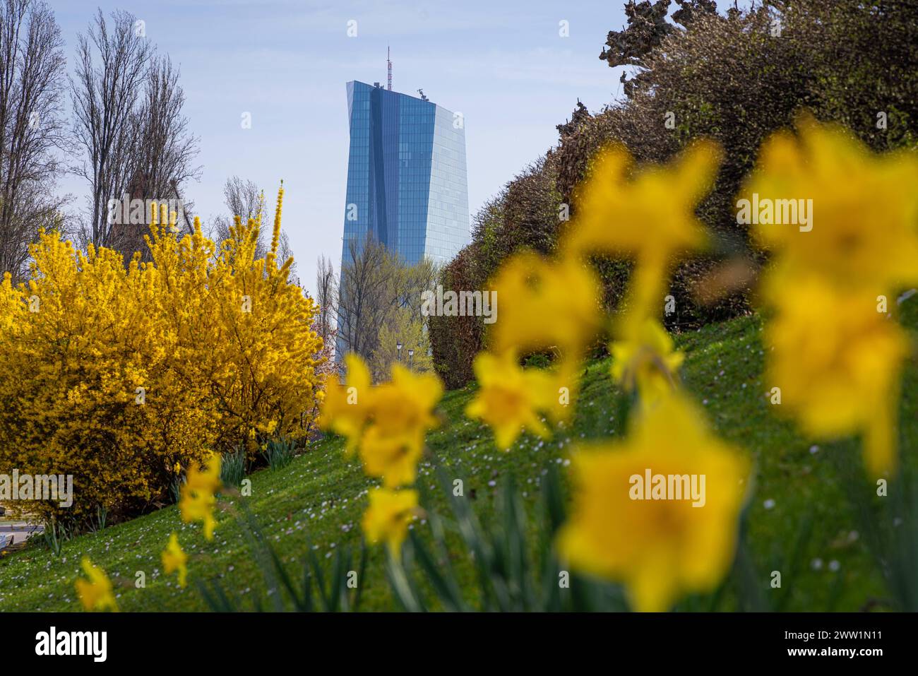 Frühlingsanfang an der Europäischen Zentralbank EZB Die Blumen am ...