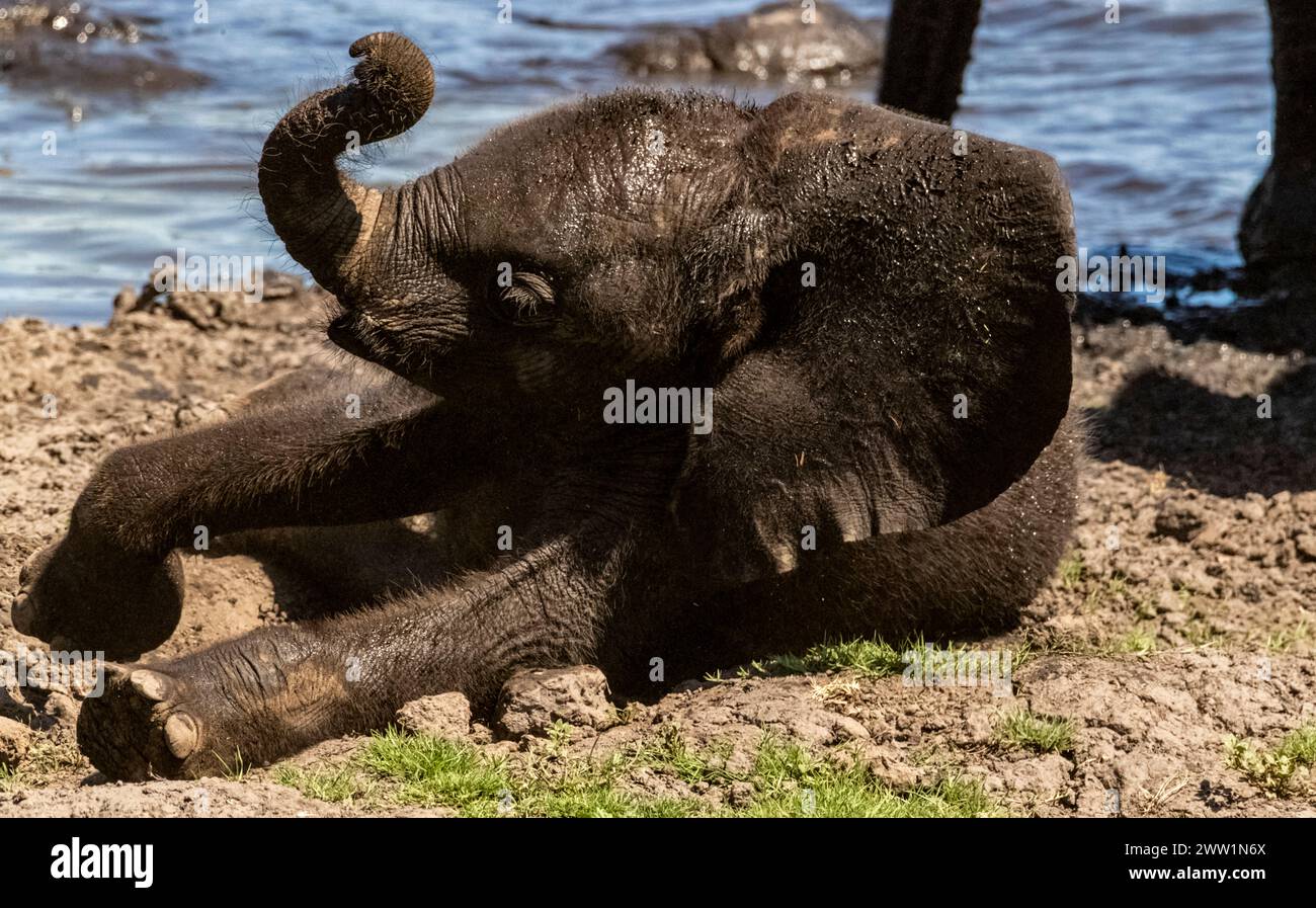 Baby elephant indulging in a dust bath, Chobe National Park, Botswana ...