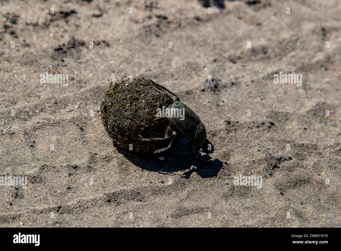 Eat the dung of herbivores and omnivores hi-res stock photography and ...