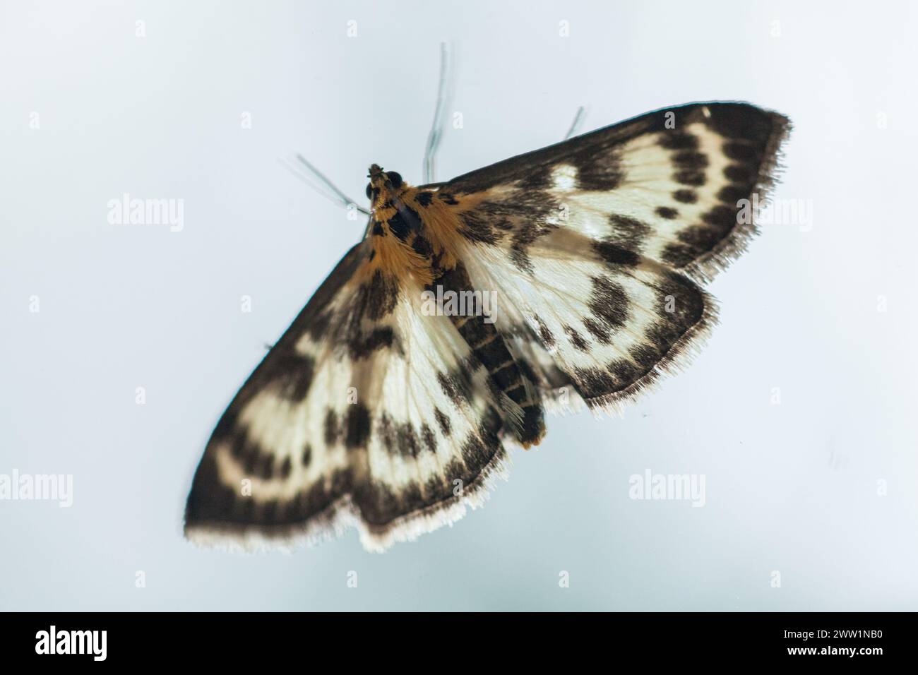 Small Magpie Moth Stock Photo - Alamy
