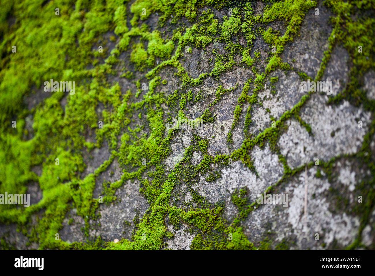 Ancient mossy rock texture hi-res stock photography and images - Alamy