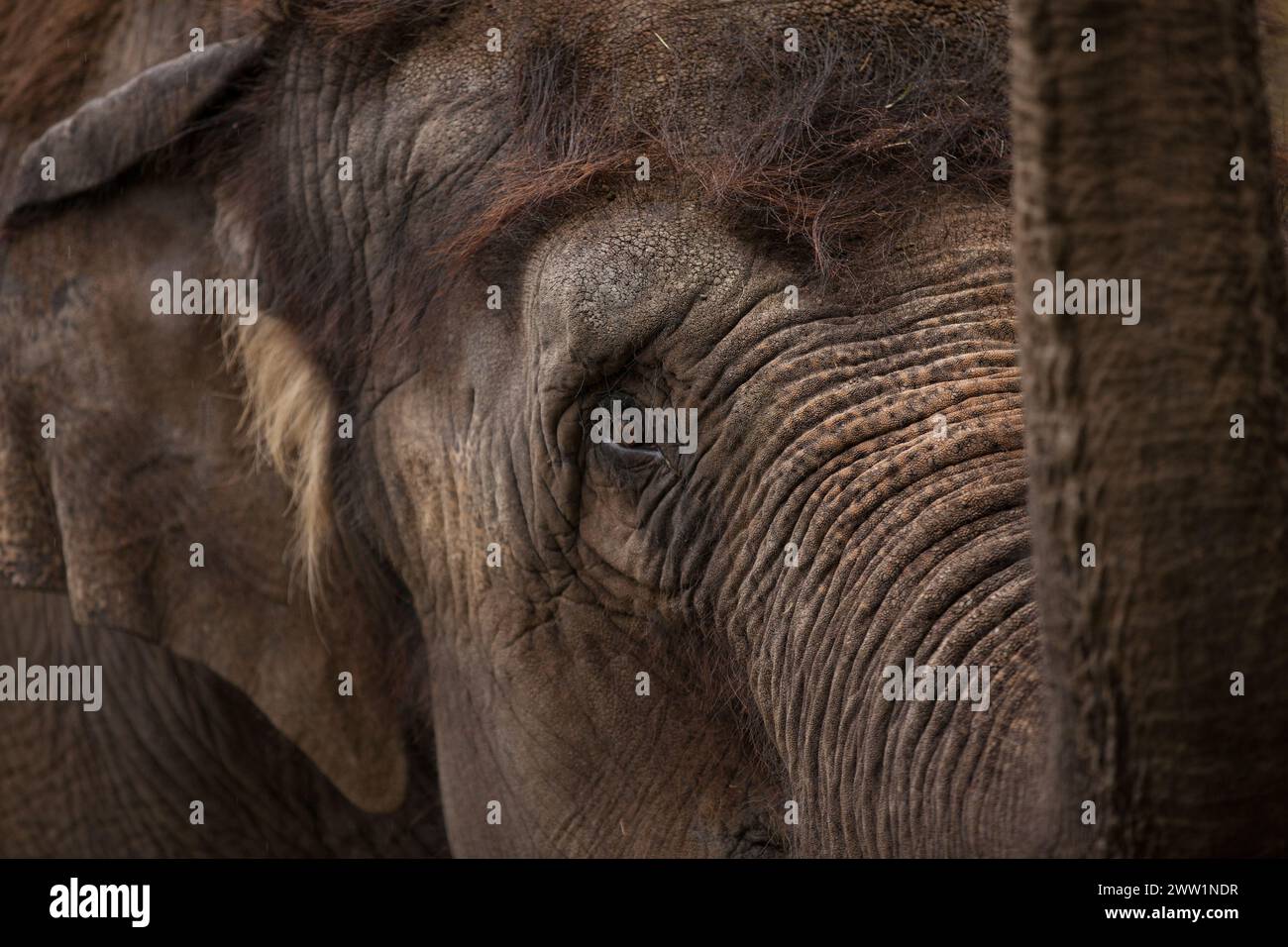 Elephant with Trunk Raised Stock Photo - Alamy