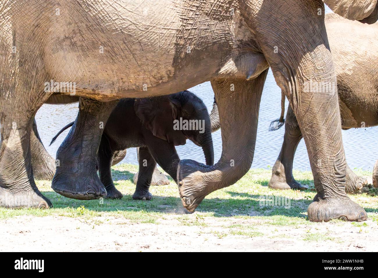 Baby elephant walking in the shade of his mother's shadow, Chobe ...