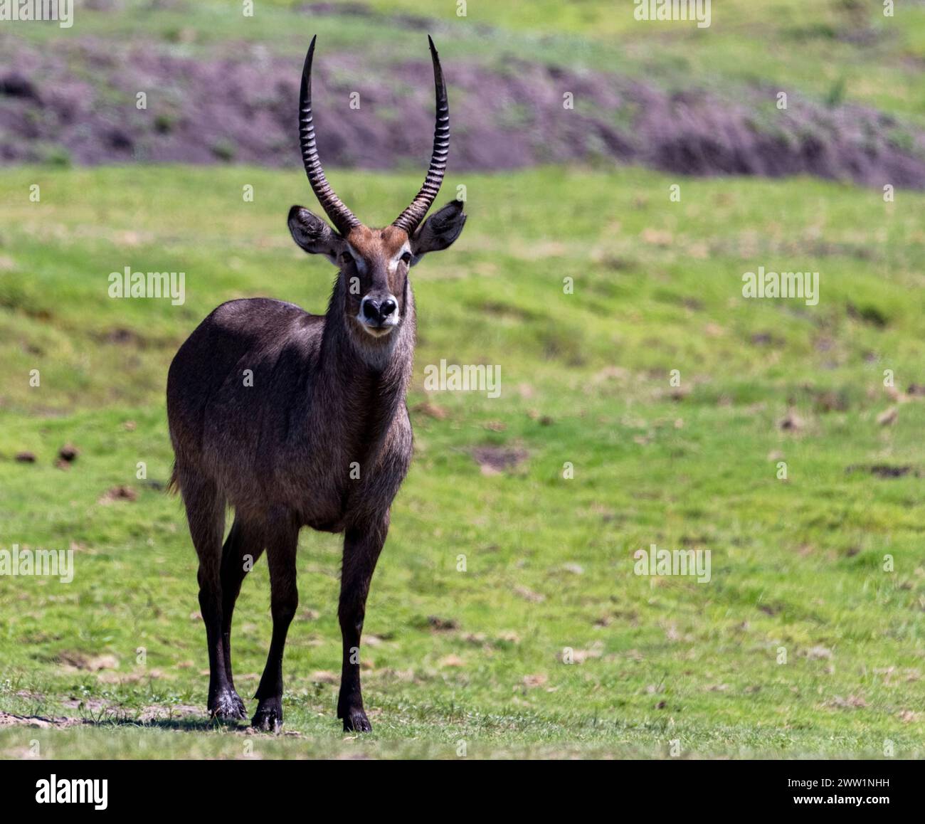 Predominantly a grazer hi-res stock photography and images - Alamy