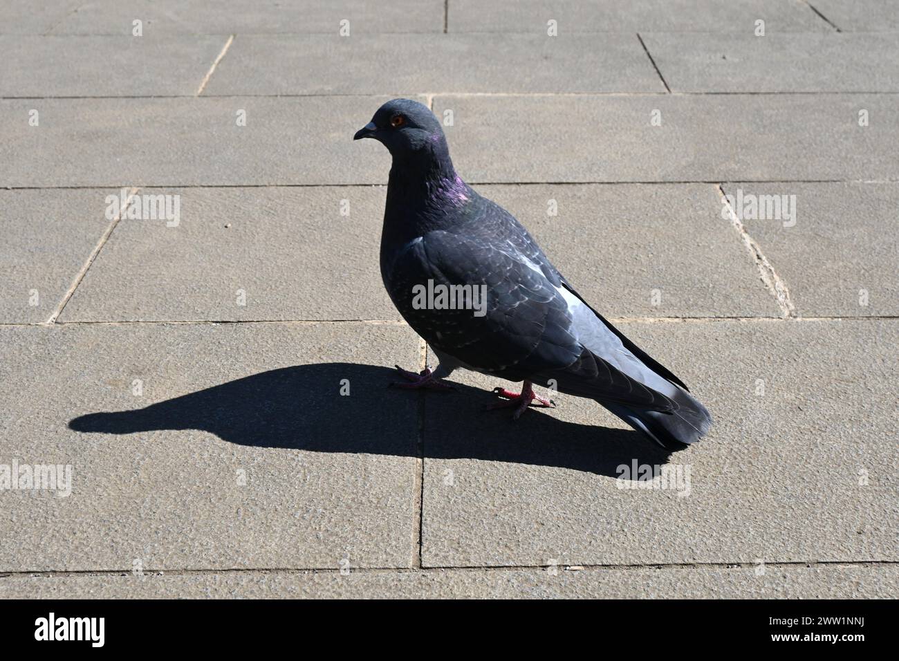 Pigeon and its shadow in Ueno Park – Taito, Tokyo, Japan – 28 February ...