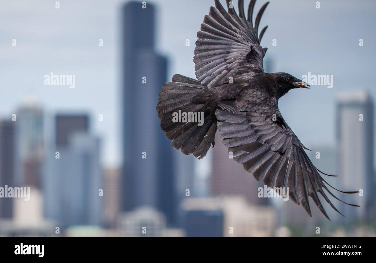 Crow with Seed Stock Photo - Alamy