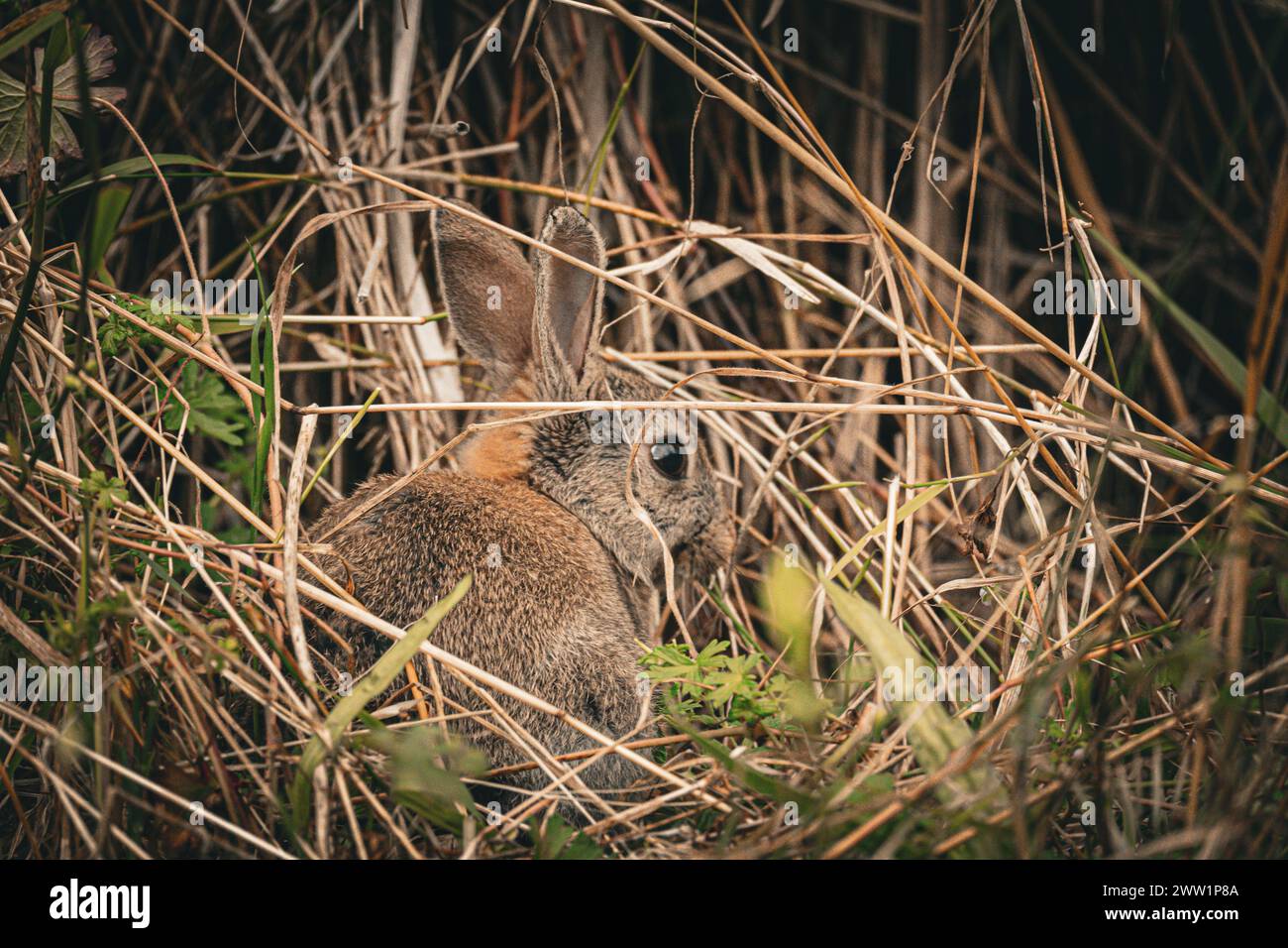 Small hidden ears hi-res stock photography and images - Alamy