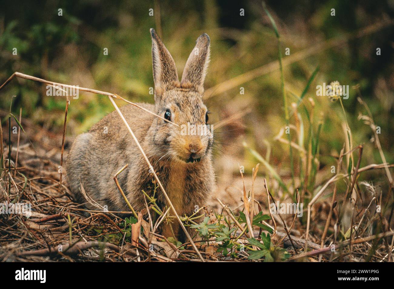 A curious rabbit peeks through grass blades, exploring its surroundings ...