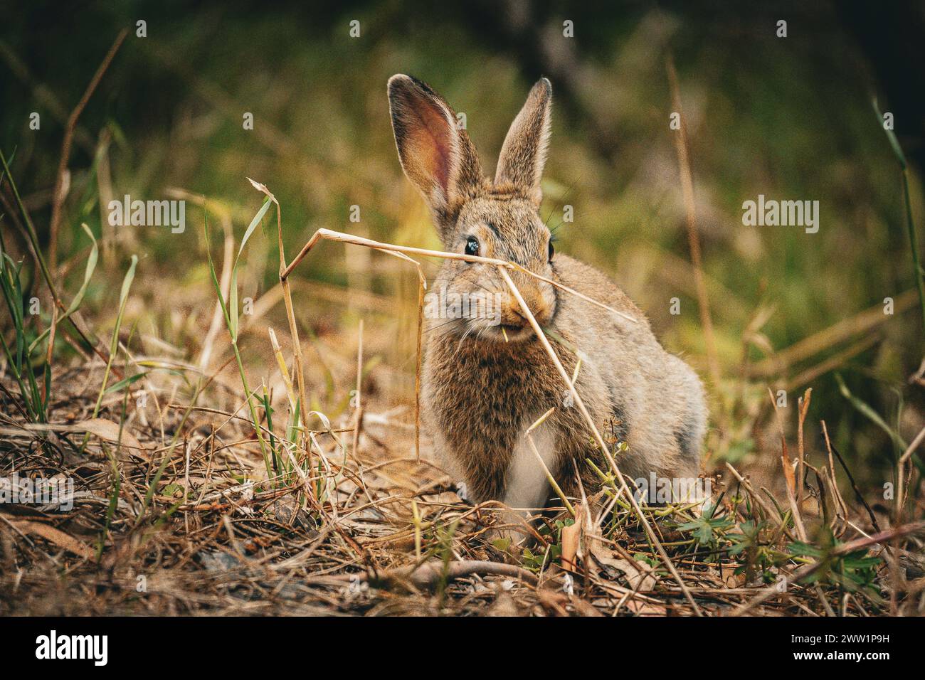 A curious rabbit peeks through grass blades, exploring its surroundings ...