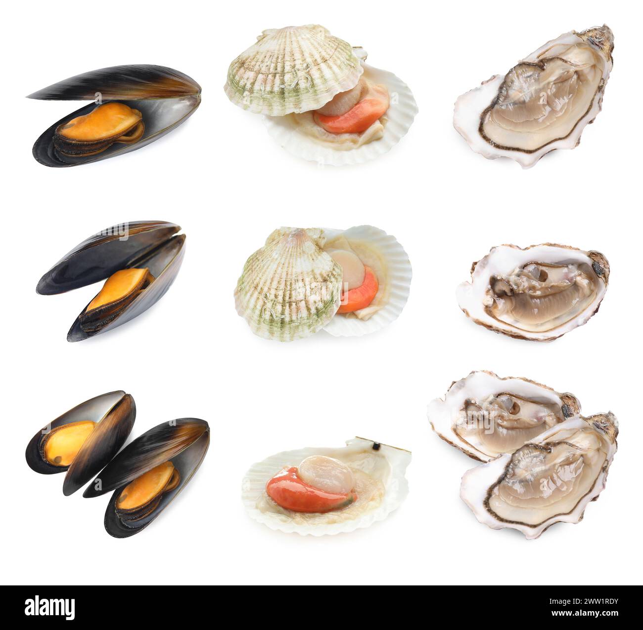 Fresh scallops, mussels and oysters isolated on white, set Stock Photo ...