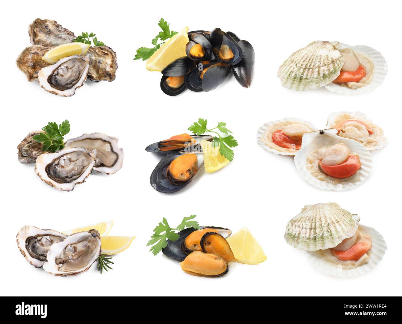 Fresh scallops, mussels and oysters isolated on white, set Stock Photo ...