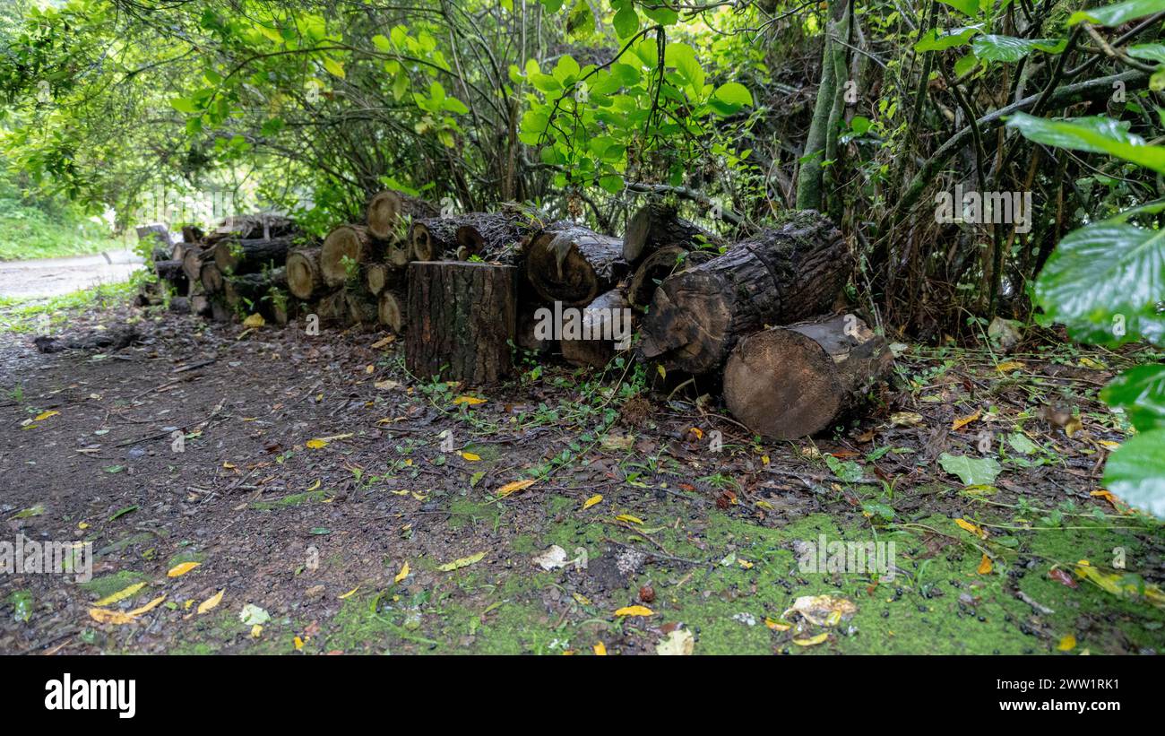 Wooden bench made from an old tree trunk at the famous Lago Negro in ...