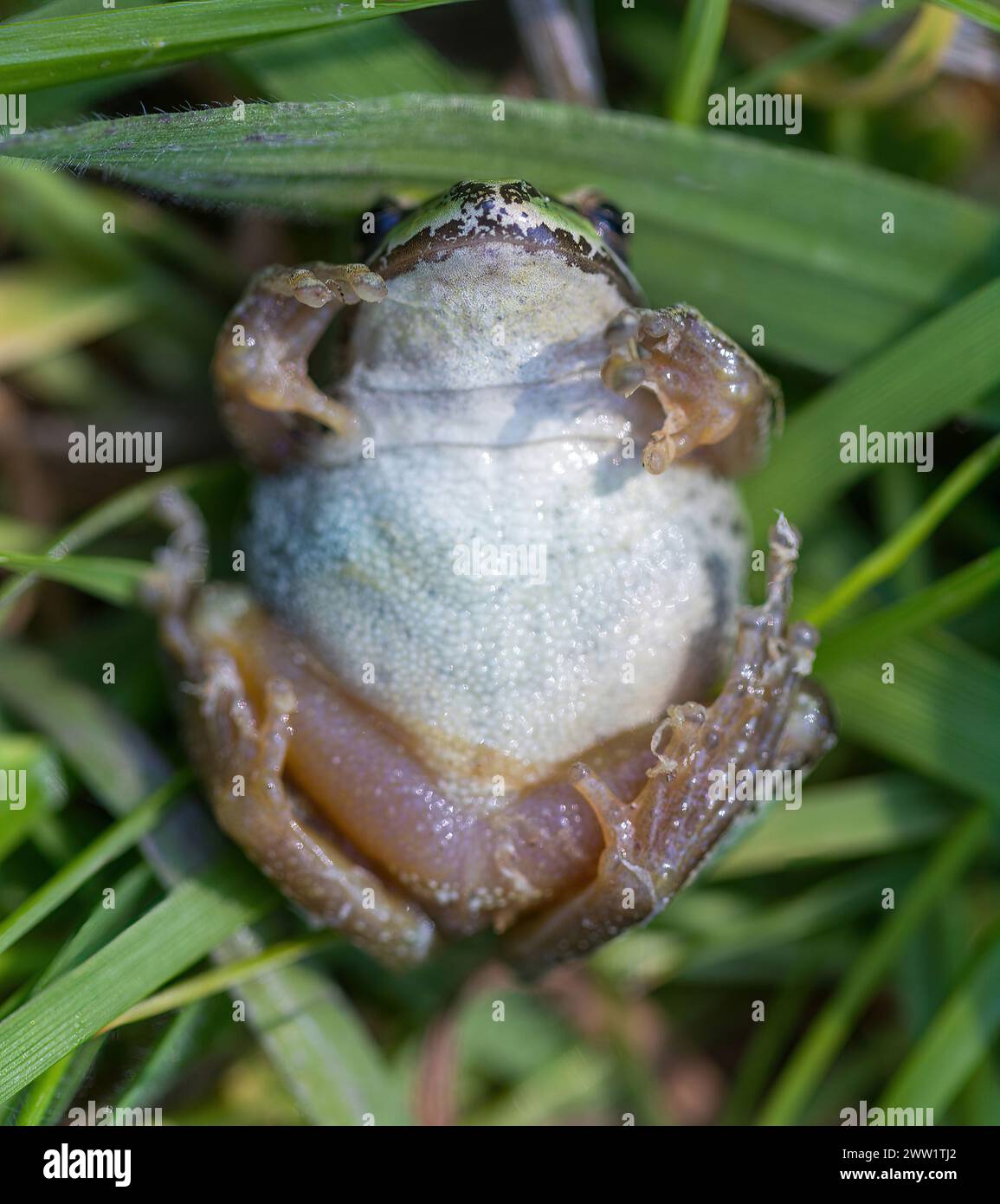 Defense mechanism hi-res stock photography and images - Alamy