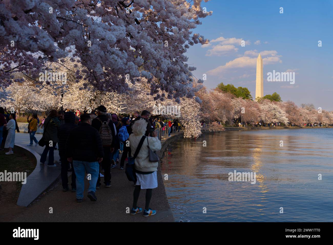 Visitor gather at the peak bloom of the Cherry Blossoms along the Tidal Basin in Washington DC ...