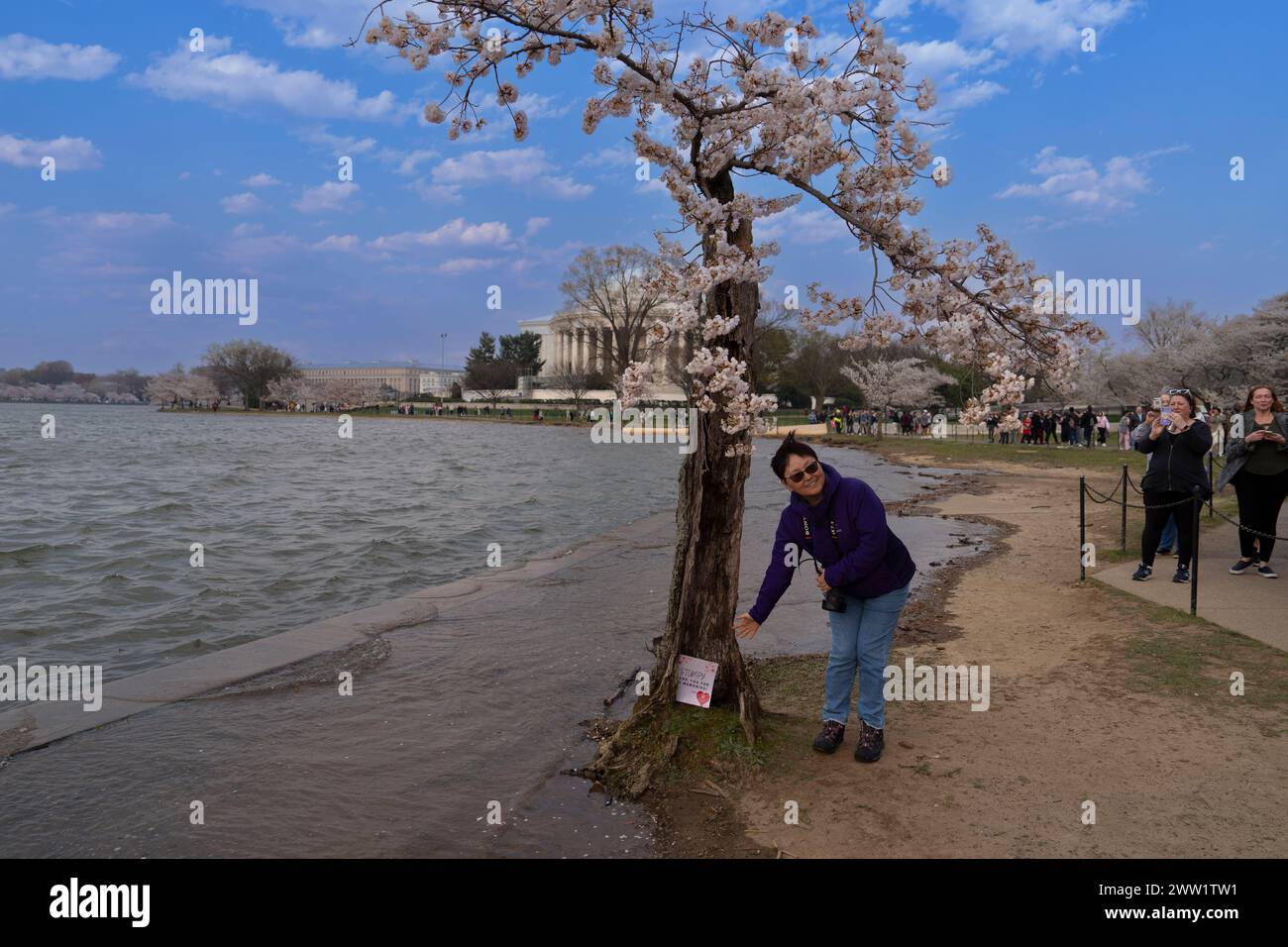 "Stumpy" the 25 year old Cherry Blossom is slated to be chopped down ...