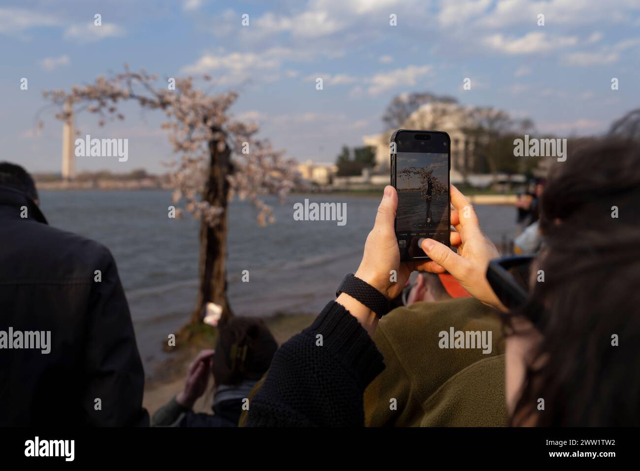 "Stumpy" the 25 year old Cherry Blossom is slated to be chopped down ...