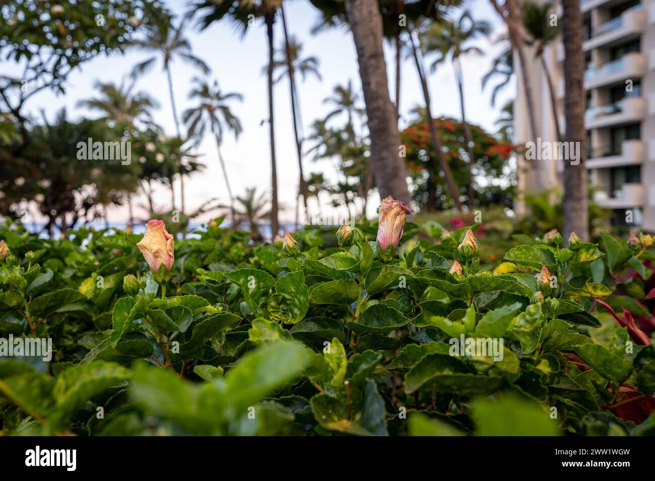 Hibiscus plants adorn the gardens of Kaanapali Beach in Lahaina, Hawaii ...