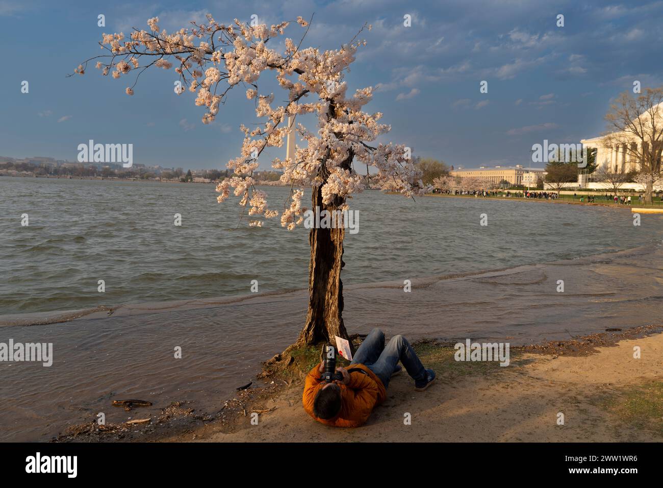 A photographer captures "Stumpy" the 25 year old Cherry Blossom along ...
