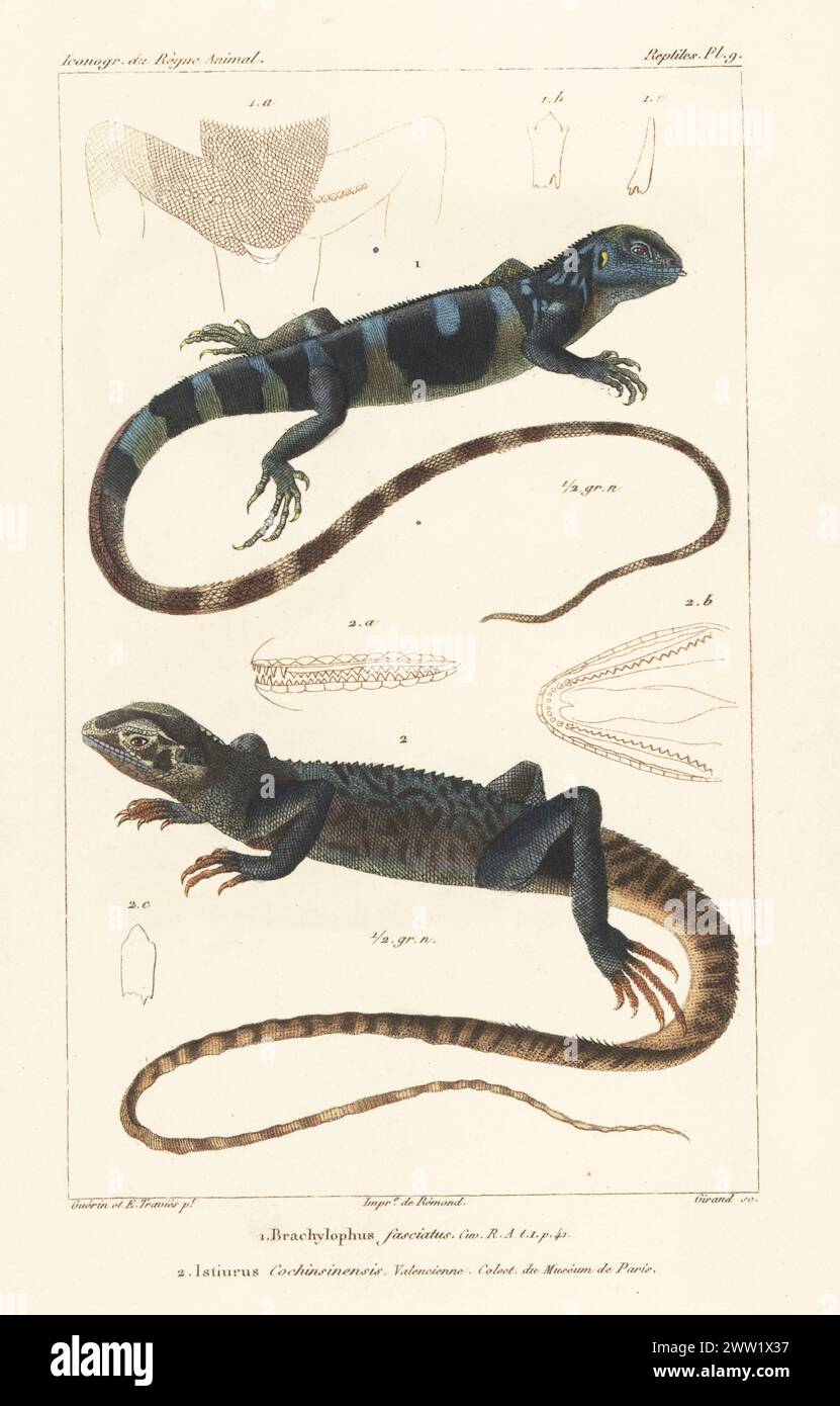 Iconography of the animal kingdom by george cuvier hi-res stock ...