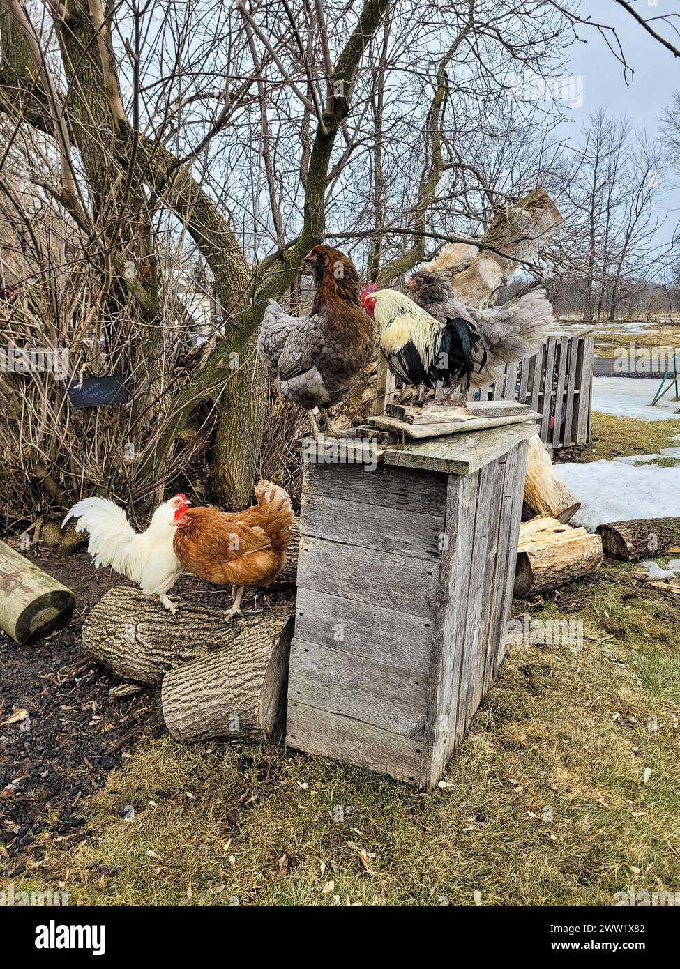 Chickensquad hi-res stock photography and images - Alamy