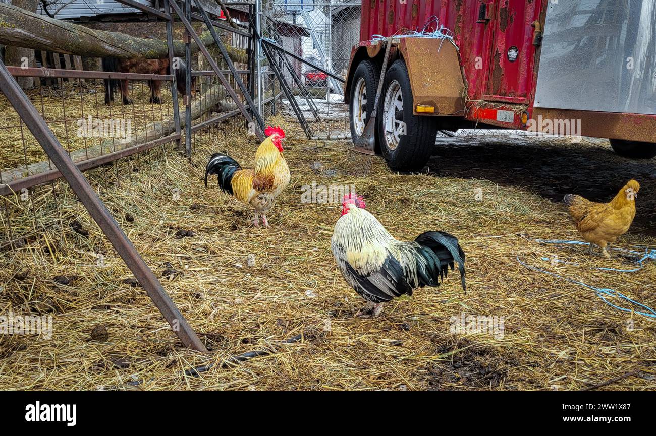 Chickens hanging out in casual camaraderie Stock Photo - Alamy
