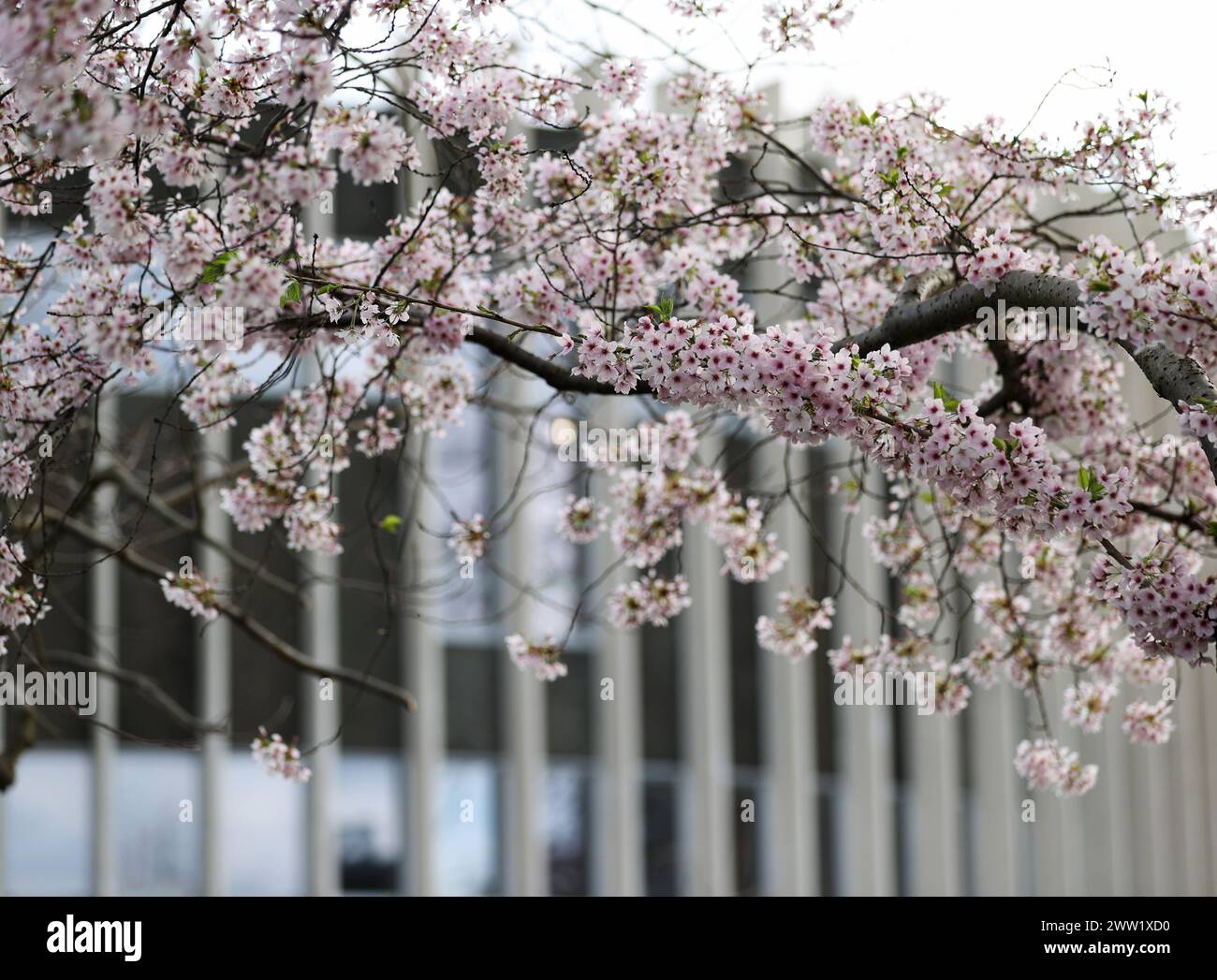 London, Britain. 20th Mar, 2024. Cherry blossoms are pictured in London ...
