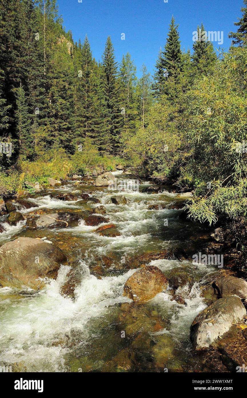 A swift stream of a stormy mountain river flowing through a coniferous ...