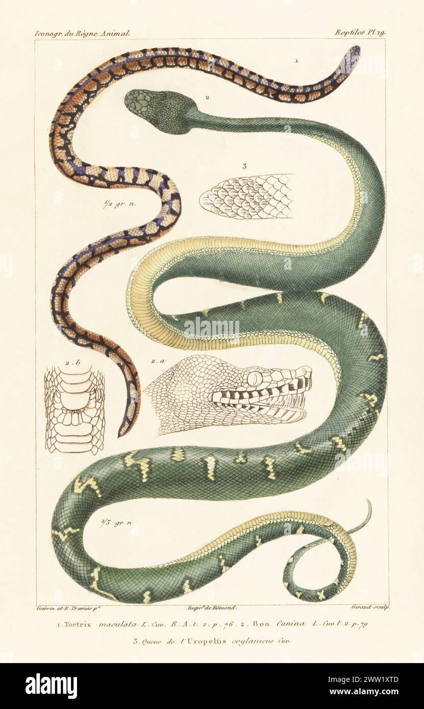 Ceylon earth snake hi-res stock photography and images - Alamy