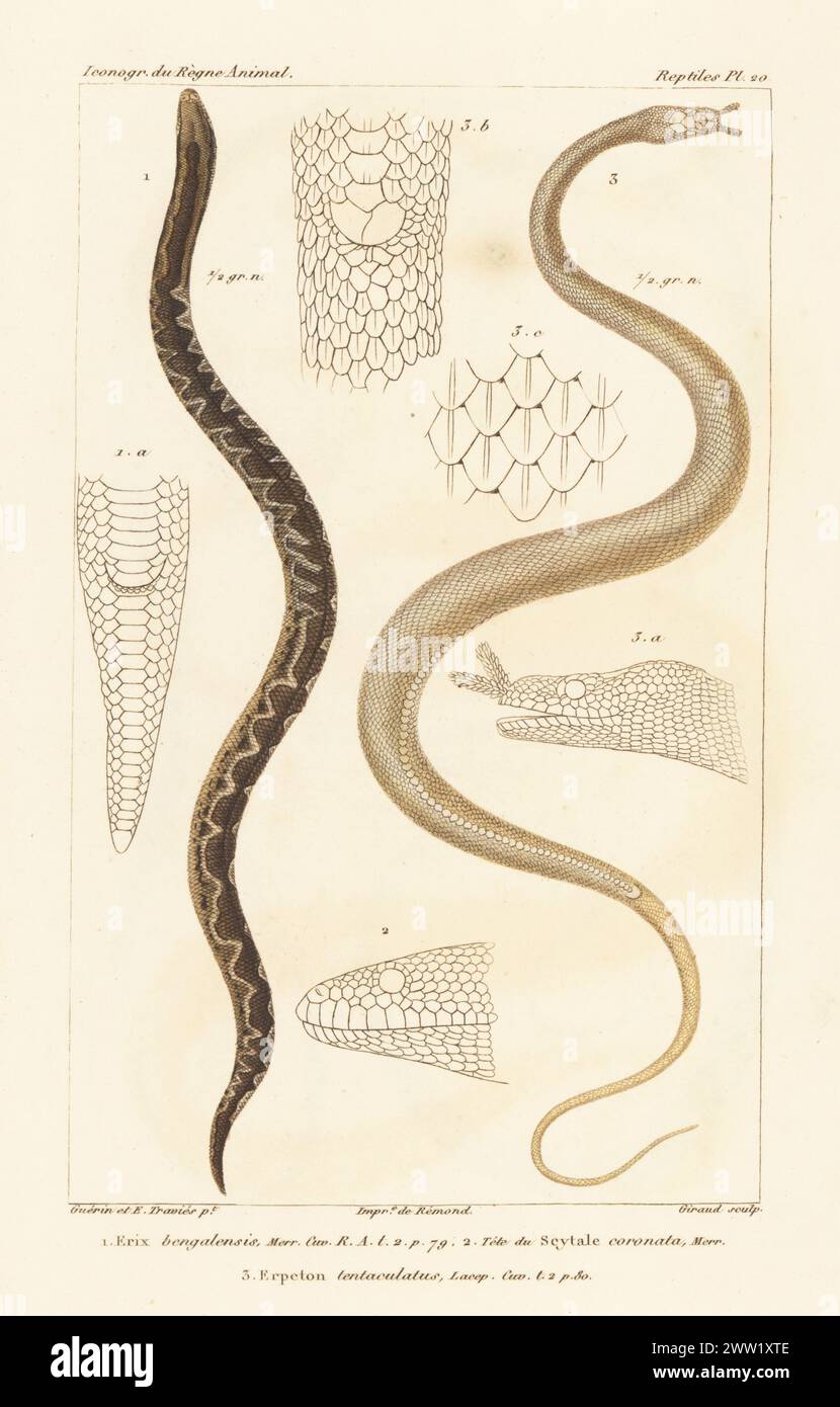 Russells sand boa hi-res stock photography and images - Alamy