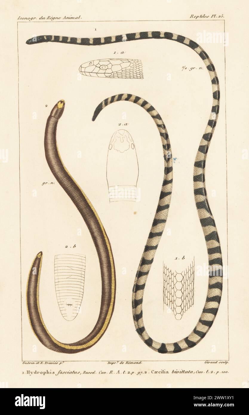 Striped sea snake, Hydrophis fasciatus 1, and two-lined caecilian ...