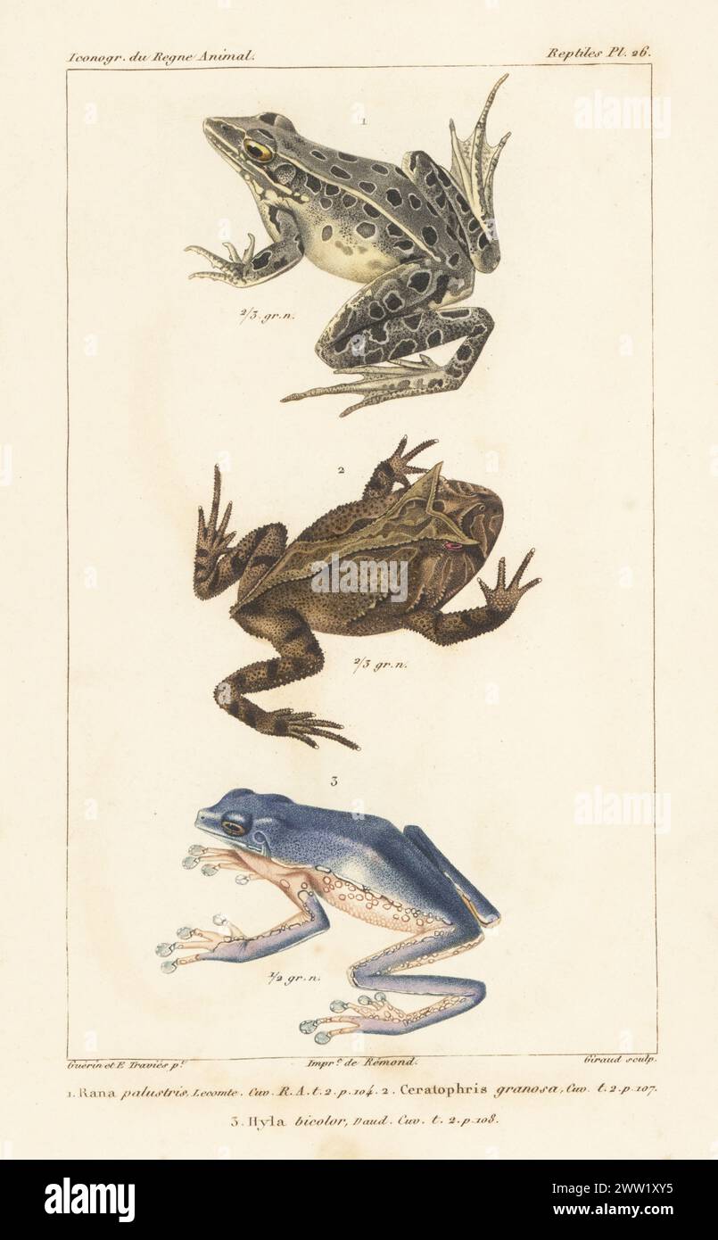 Ceratophris granosa hi-res stock photography and images - Alamy