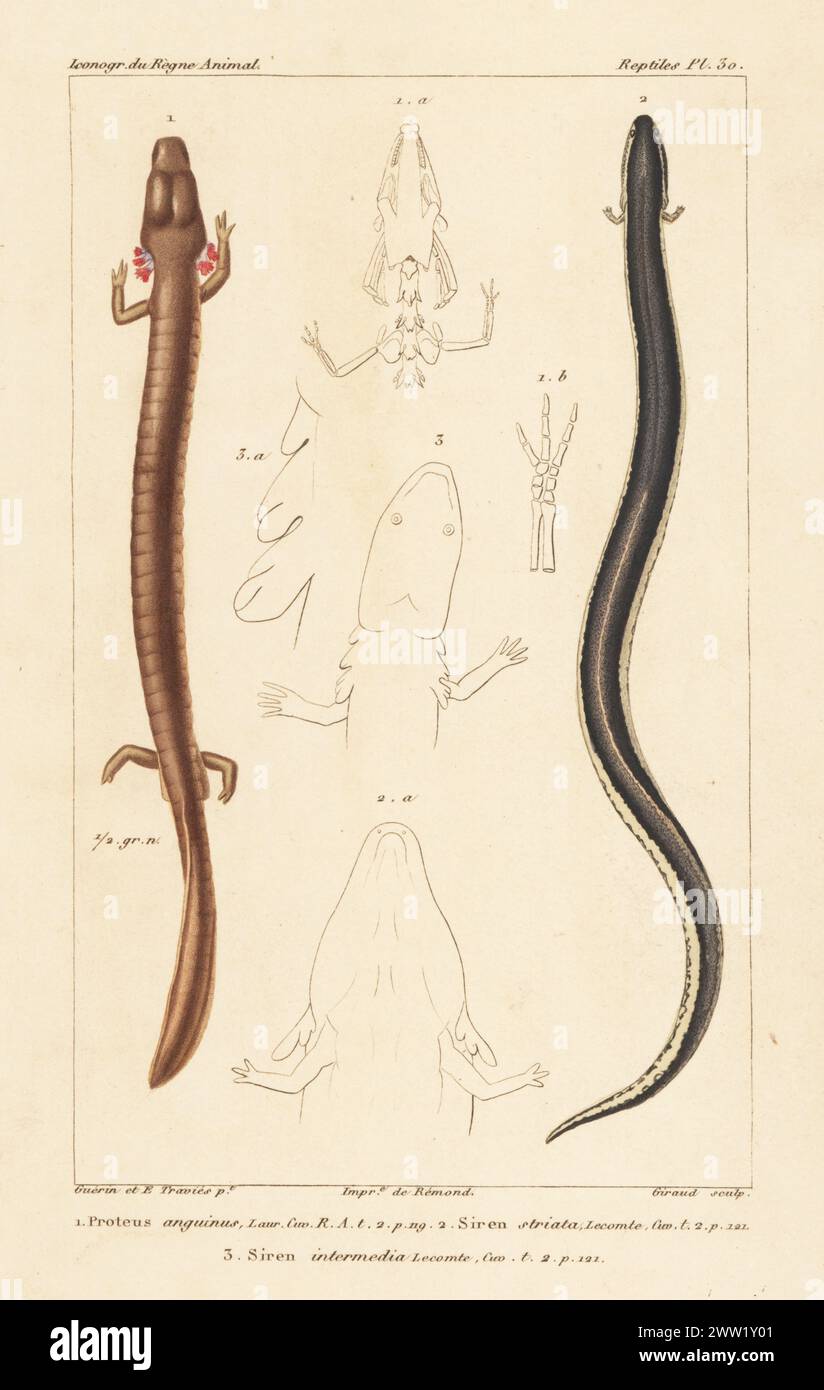 Olm or common proteus, Proteus anguinus 1, northern dwarf siren ...