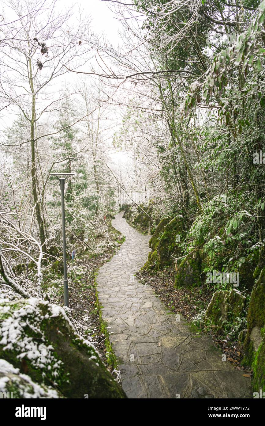 The path through the tropical forest in Wulong, Chongqing, China ...