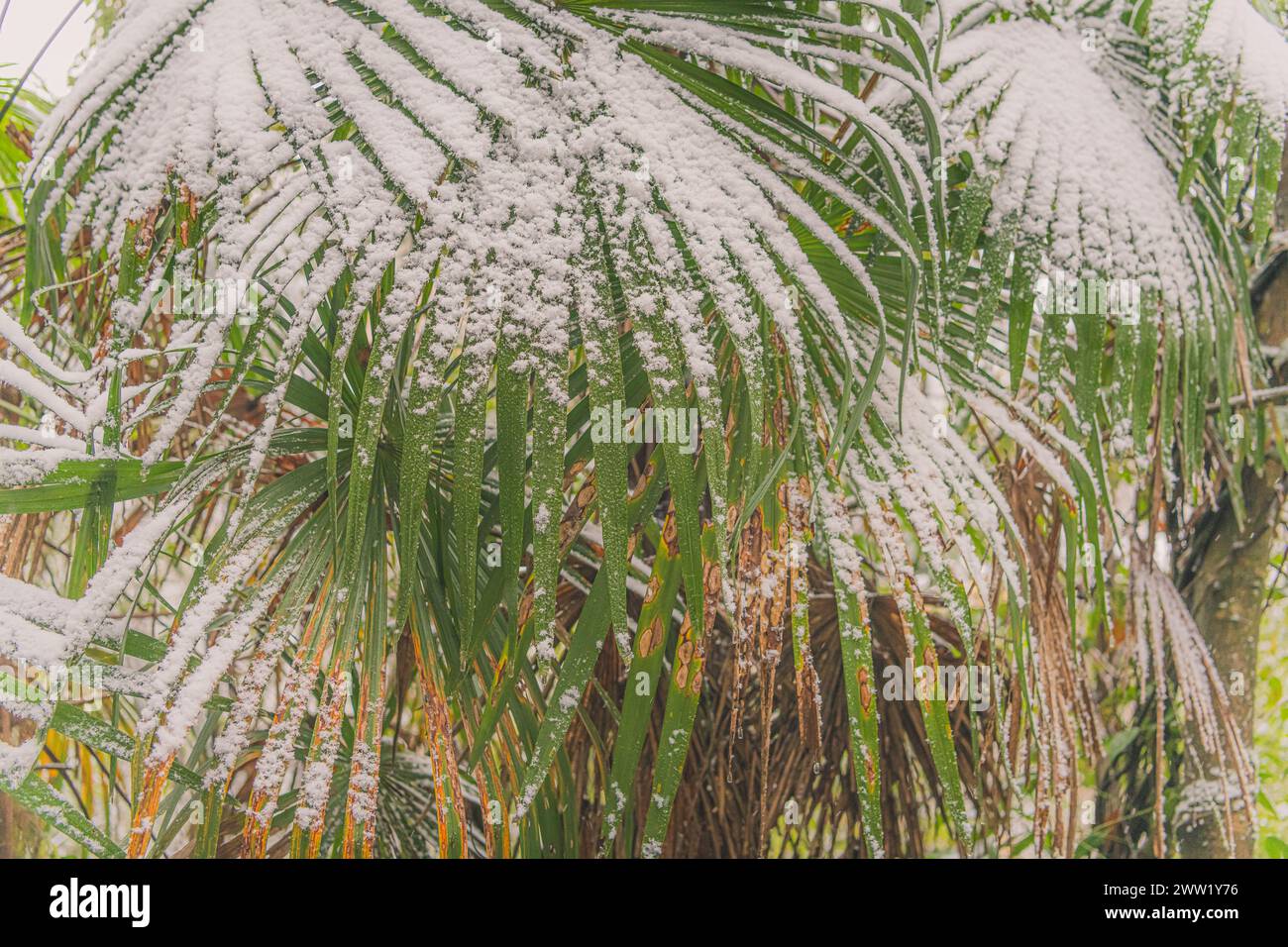 Palm trees covered with snow at Wulong China Karst, Chongqing. Climate ...