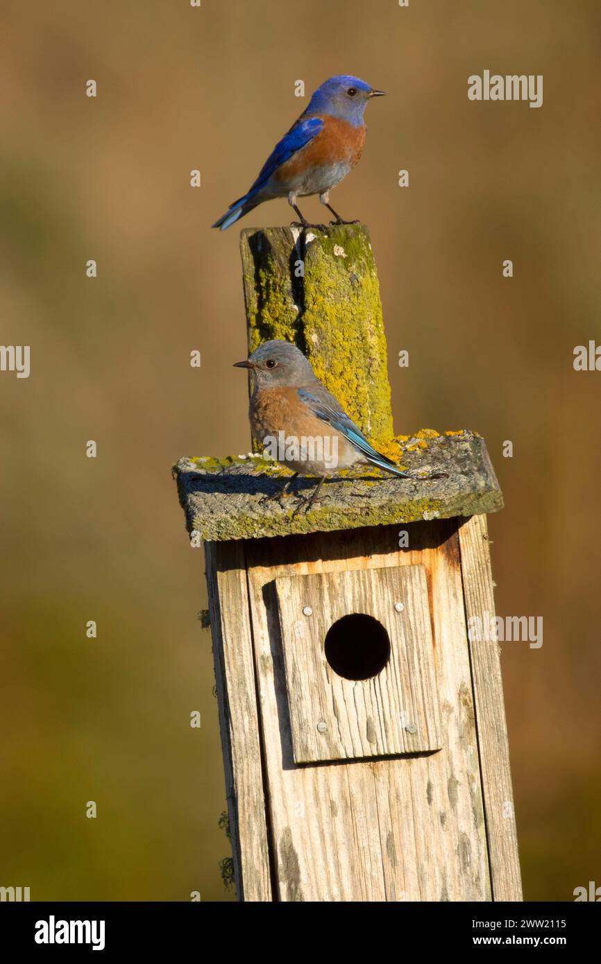 Western bluebird (Sialia mexicana), Willamette Mission State Park ...