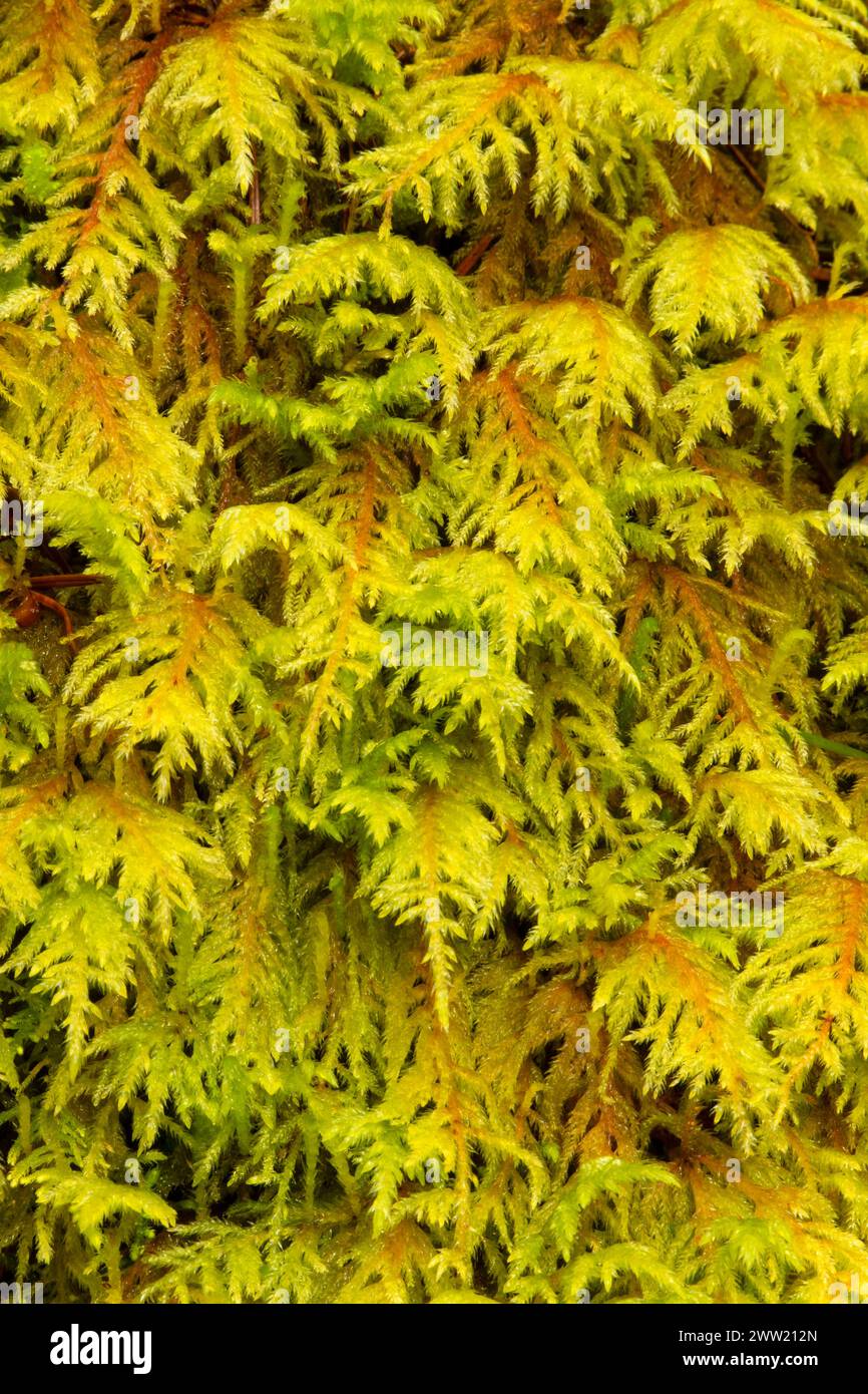 Club moss, Quartzville Creek Wild and Scenic River, Quartzville ...