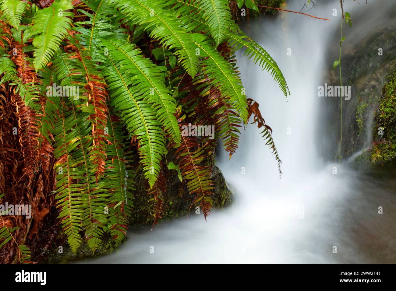 Western sword fern (Polystichum munitum) by seasonal falls, Quartzville ...
