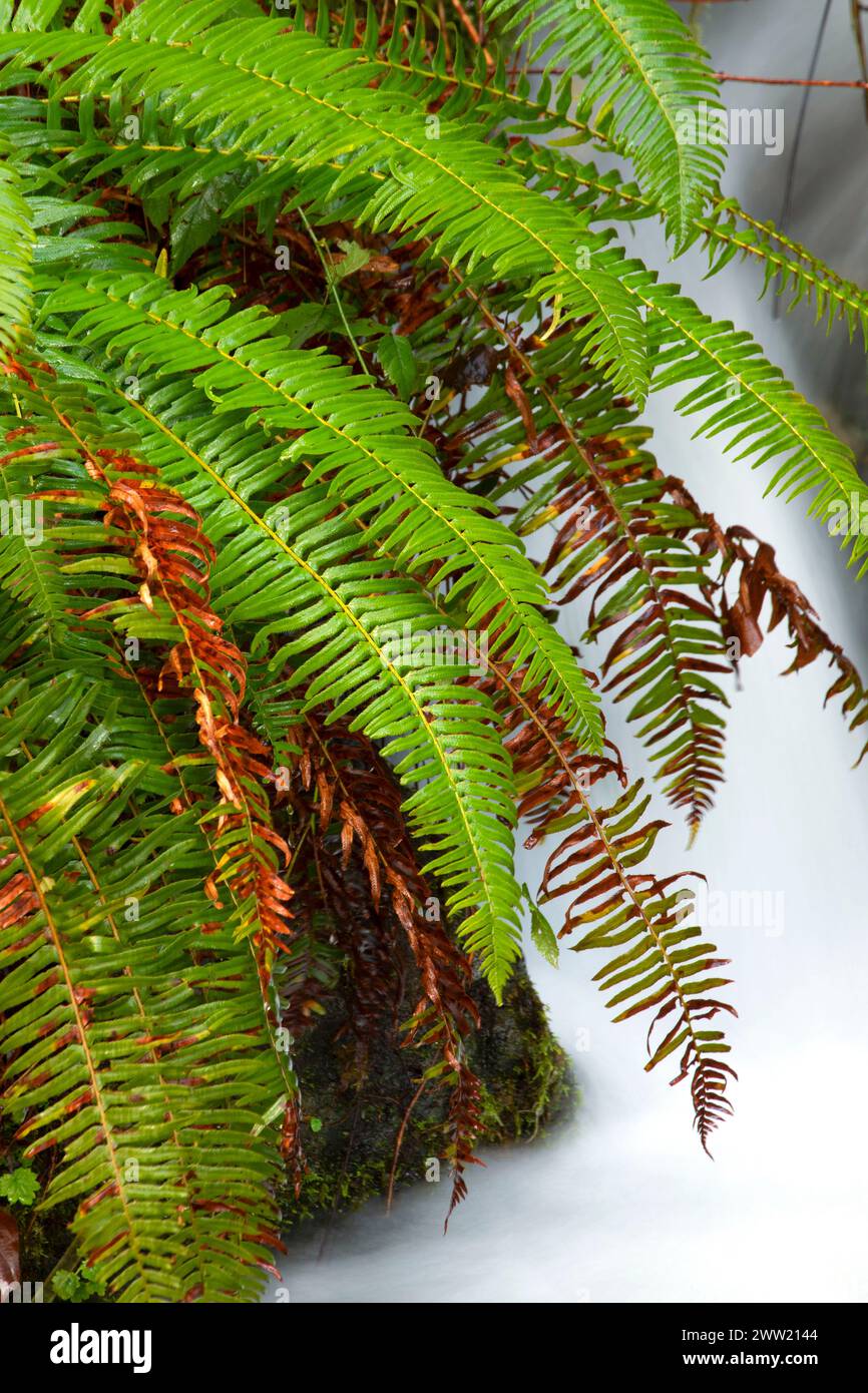 Western sword fern (Polystichum munitum) by seasonal falls, Quartzville ...