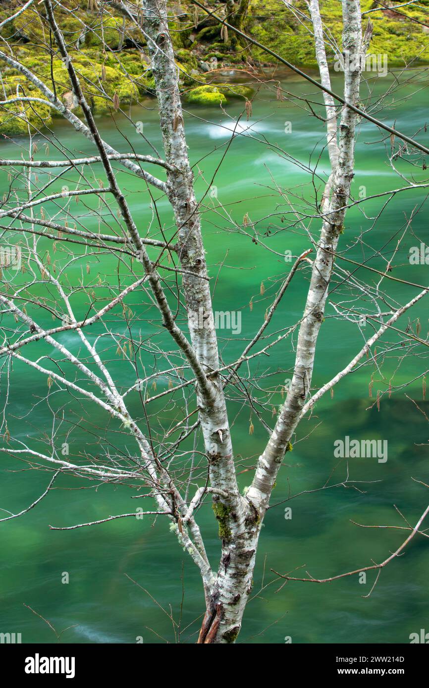 Red alder (Alnus rubra) along Quartzville Creek Wild and Scenic River ...