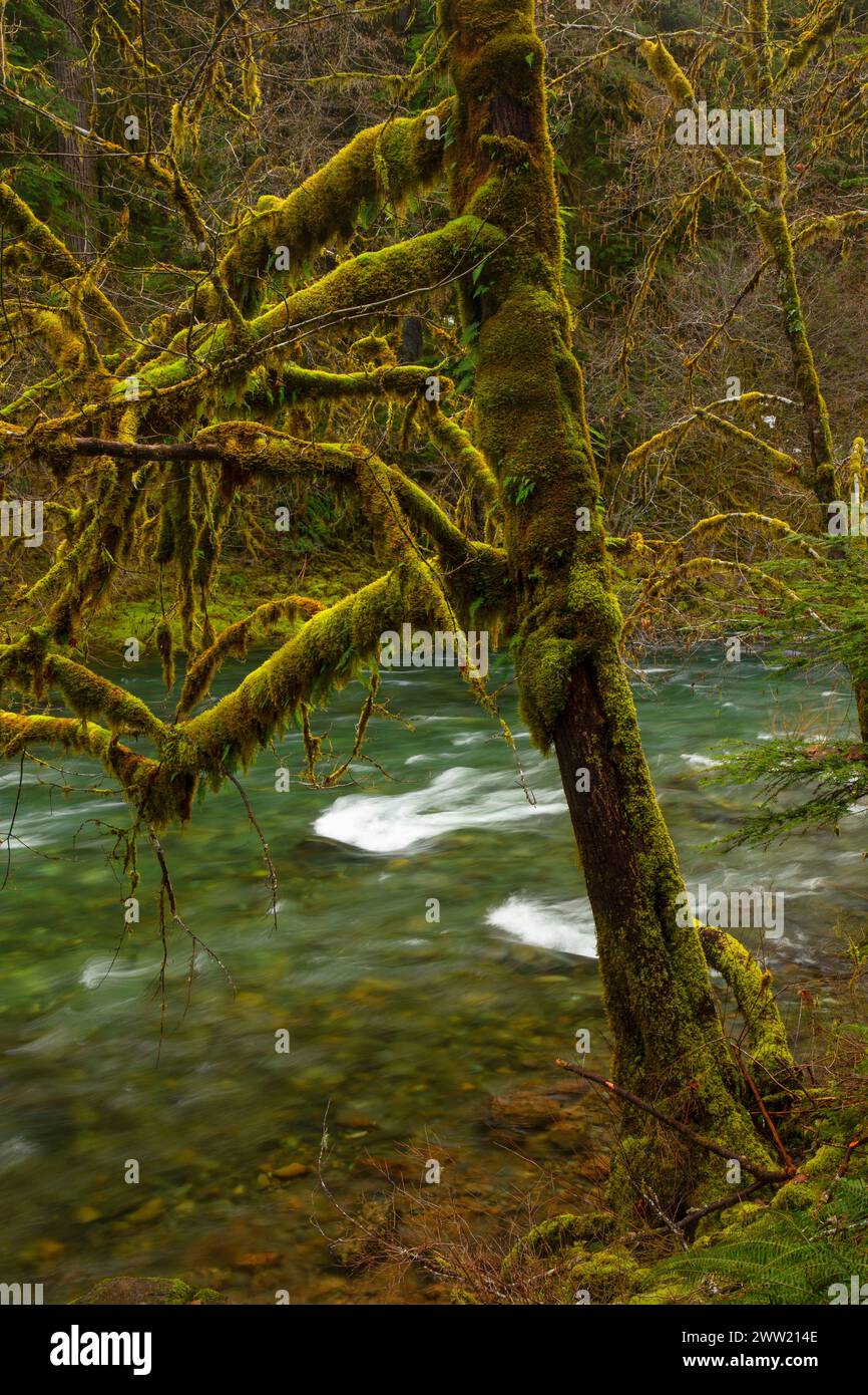Bigleaf maple (Acer macrophyllum) along Quartzville Creek Wild and ...
