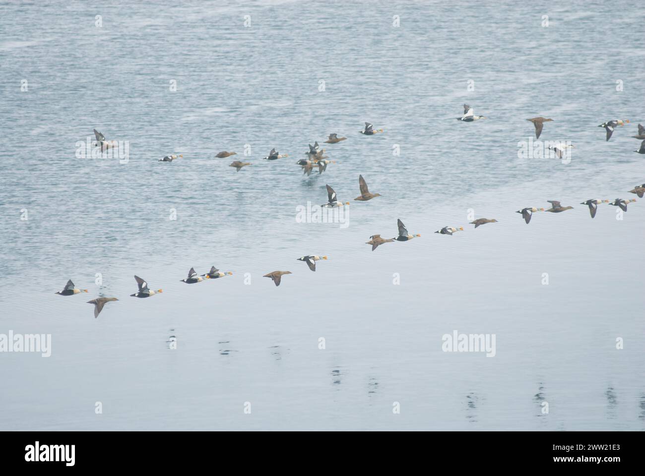 King eider Somateria spectabilis and Common eider Somateria mollissima ...