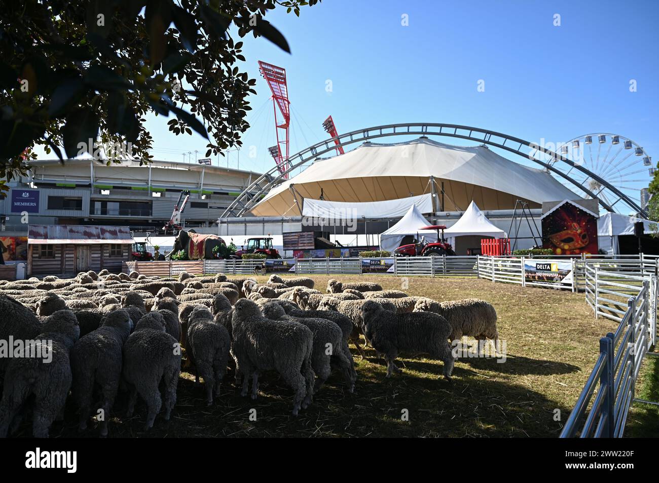 Sydney, Australia. 21st Mar, 2024. Sheep are seen in a pen during a ...
