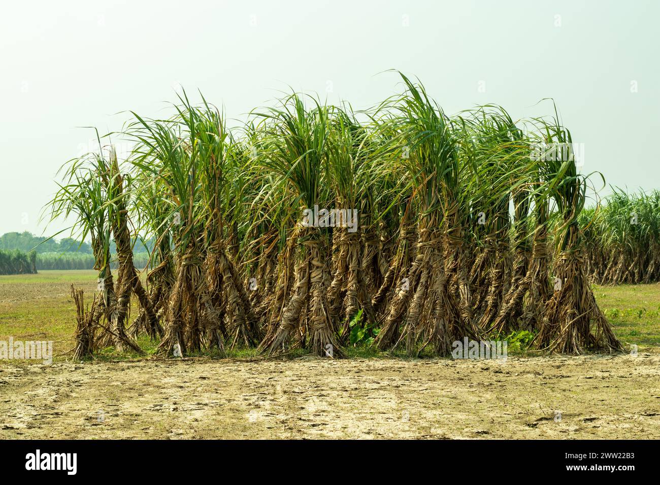 Sugarcane processing is the production of cane sugar (sucrose) from ...