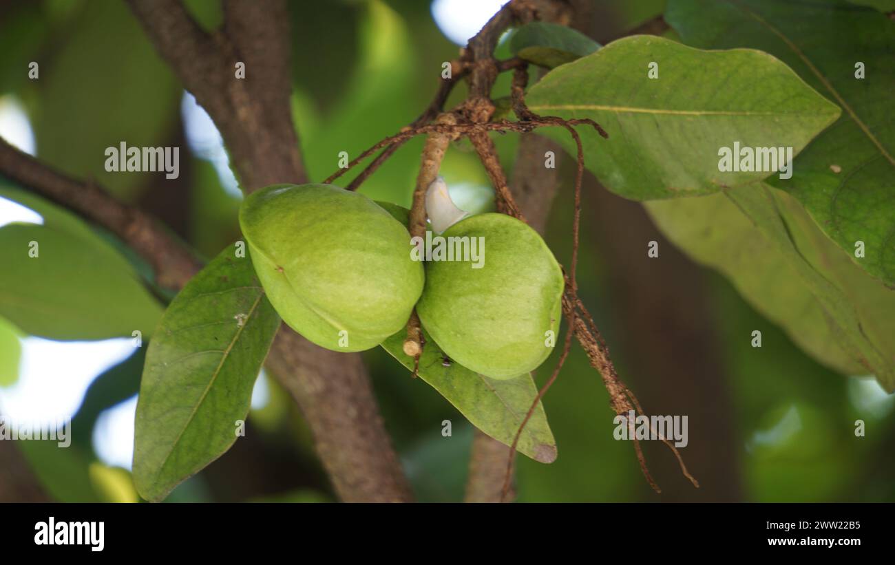 Terminalia catappa on the nature. Also called country almond, sea ...