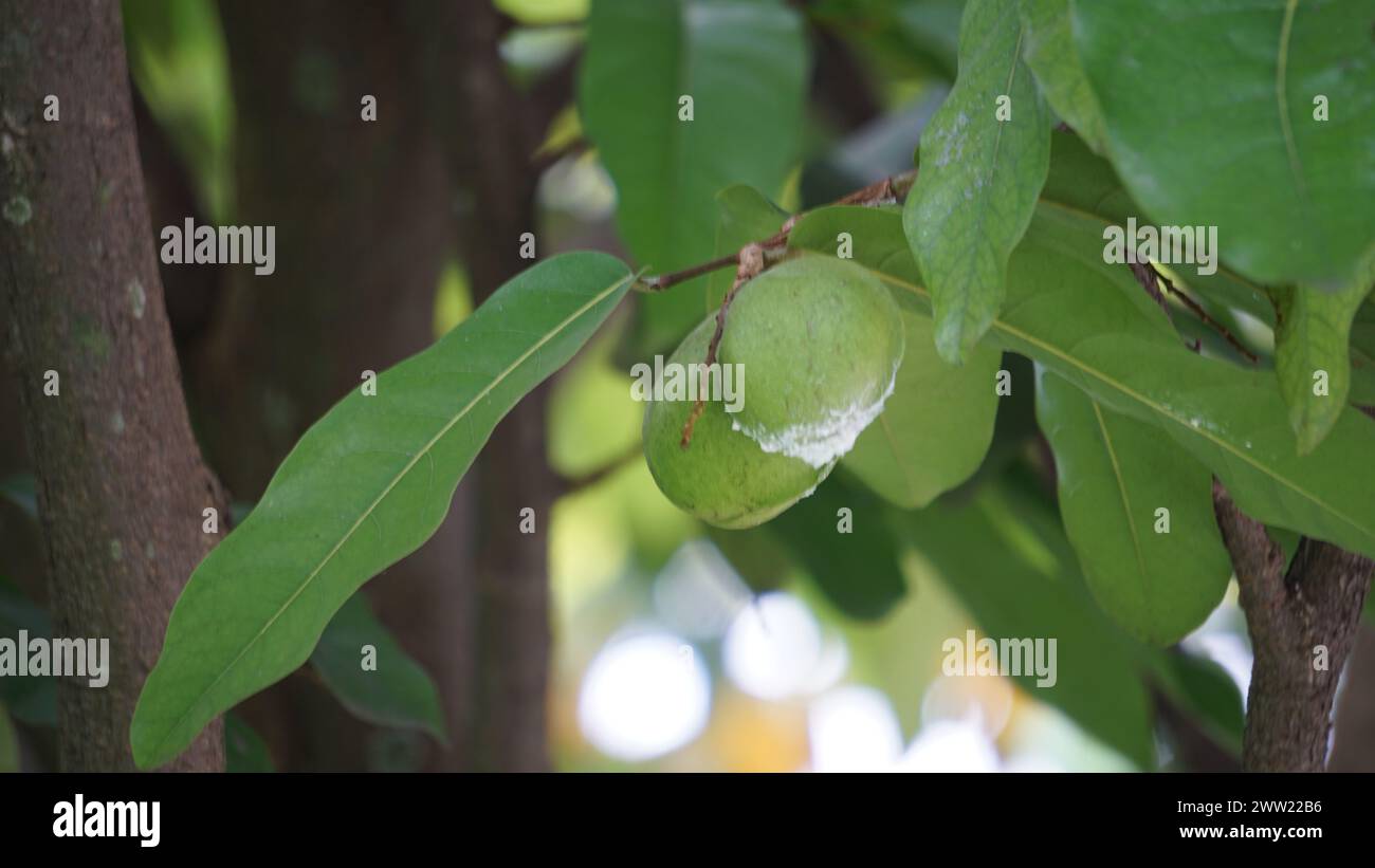Terminalia catappa on the nature. Also called country almond, sea ...