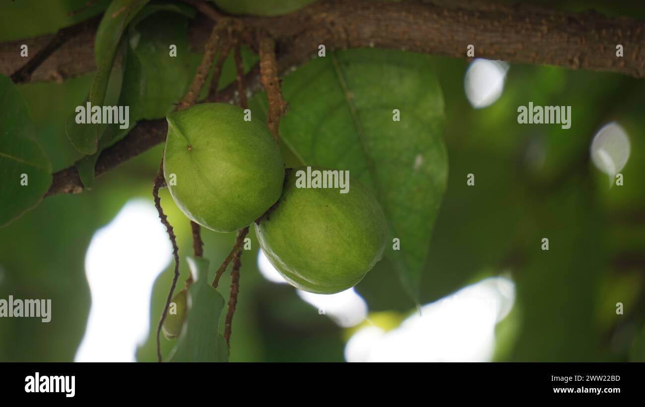 Terminalia catappa on the nature. Also called country almond, sea ...
